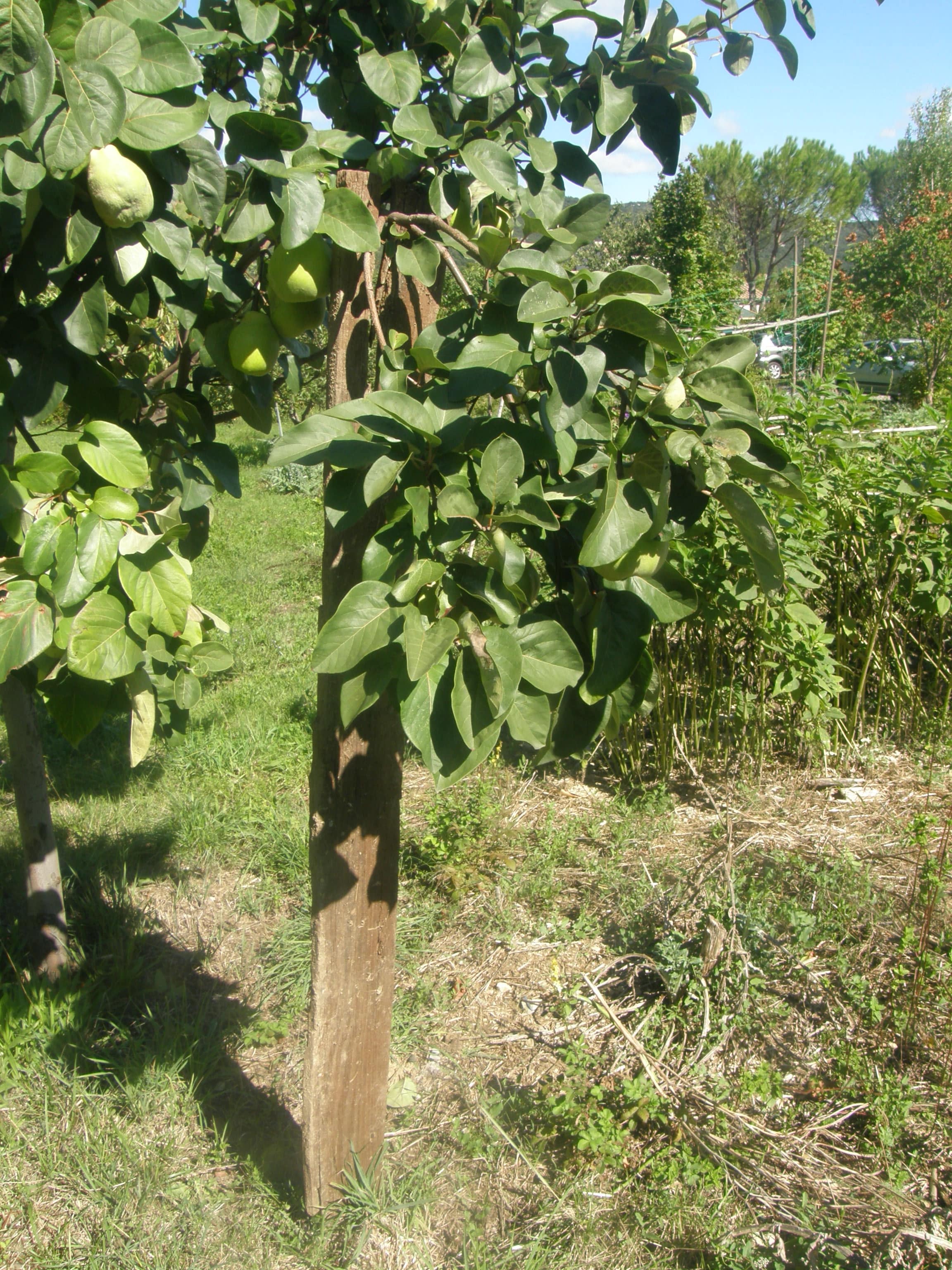 Le coing mérite votre jardin Un coin pour le coing . Fruit délicieux ...