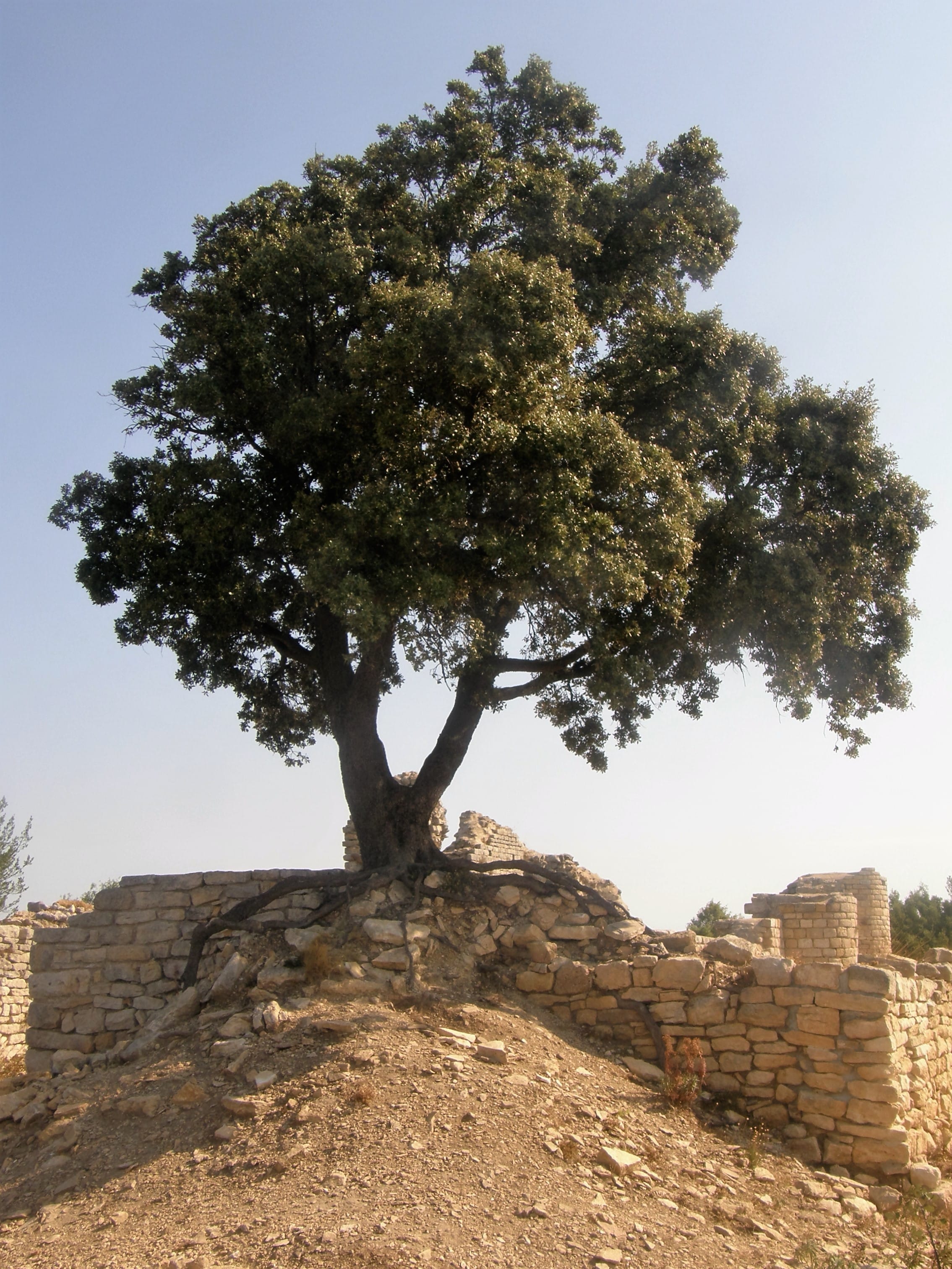 Choisir un arbre, les conseils. - Humeur de Jardinier