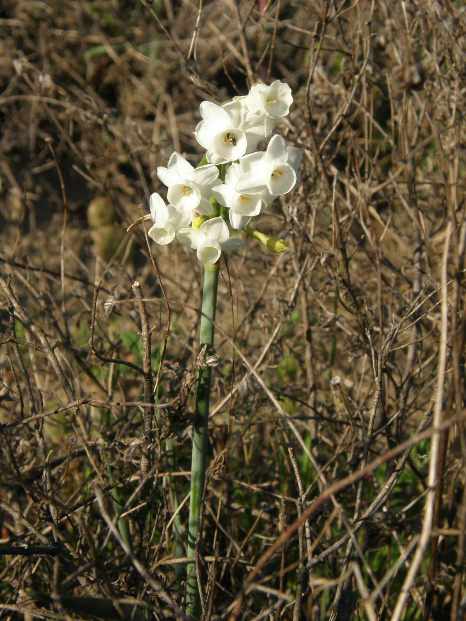 Fleurs sauvages de la garrigue - Humeur de Jardinier