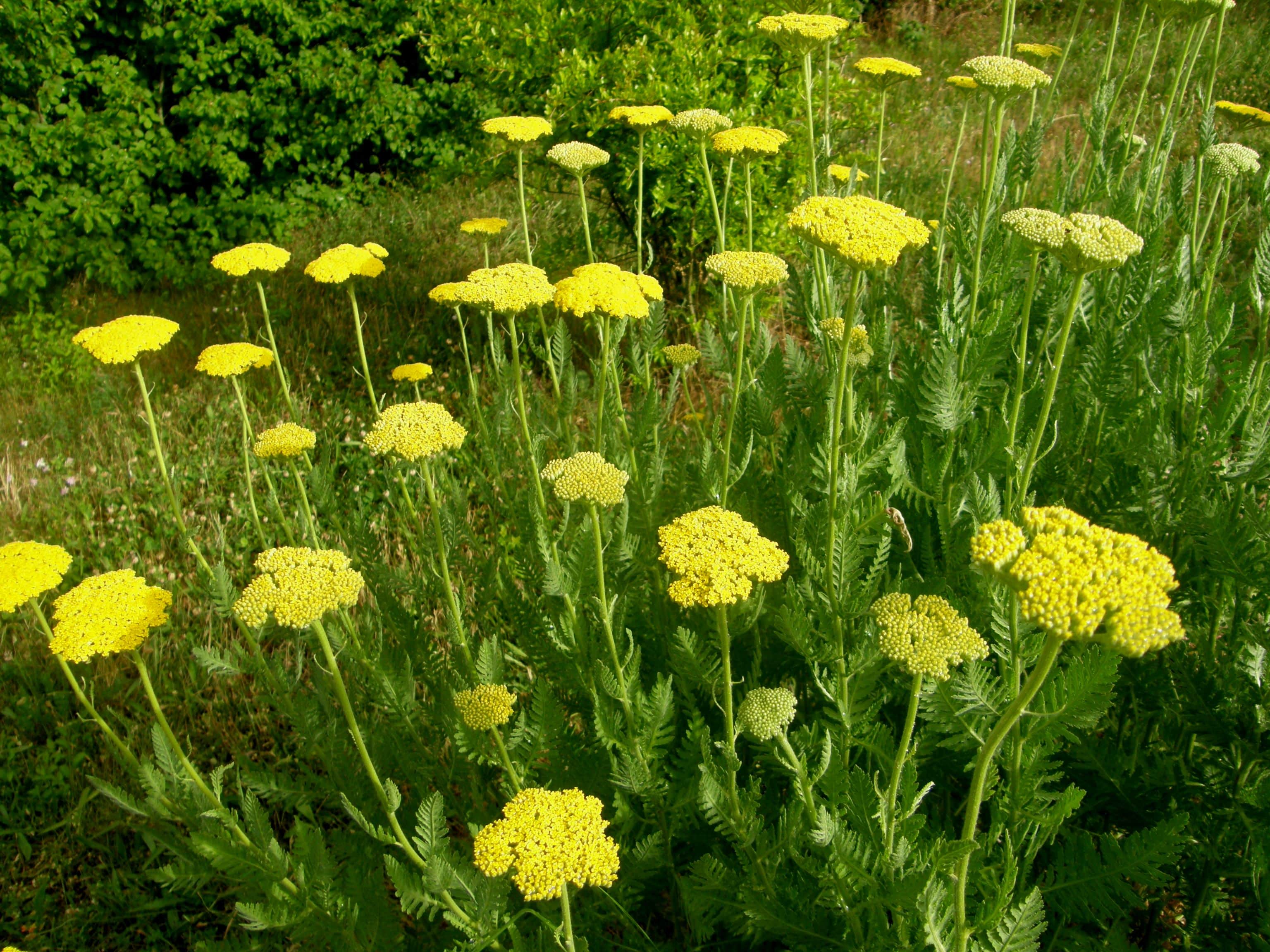Achillée filipendulina, la fleur d'Achille