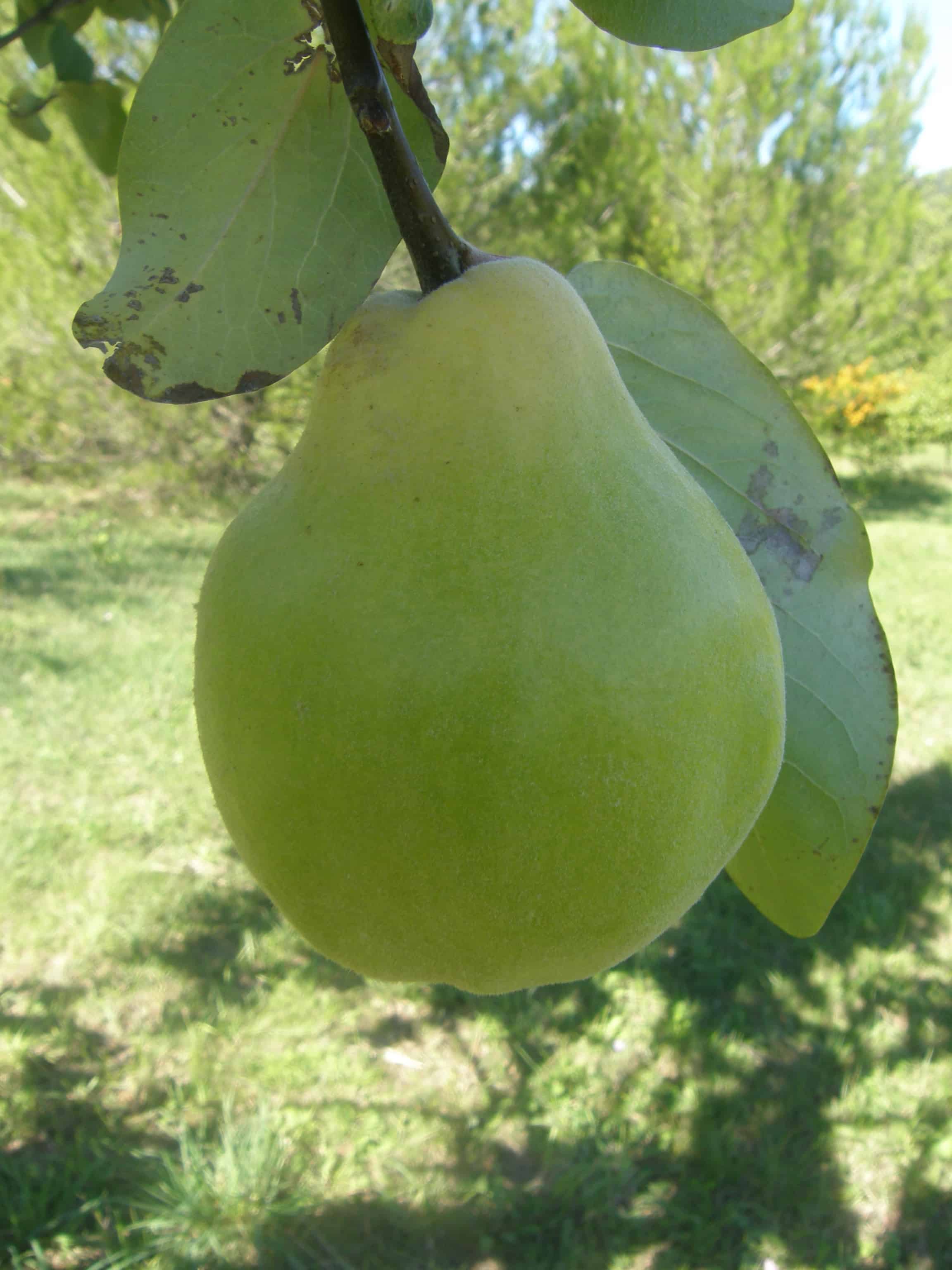 Le coing mérite votre jardin Un coin pour le coing . Fruit délicieux ...