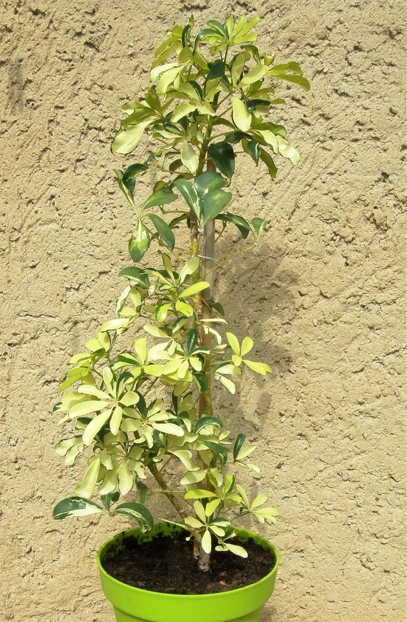 Un ficus qui perd ses feuilles